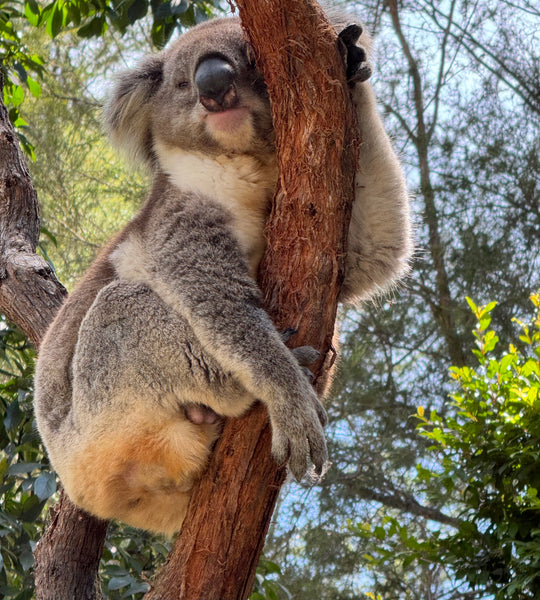 About – Annmarie Boyle